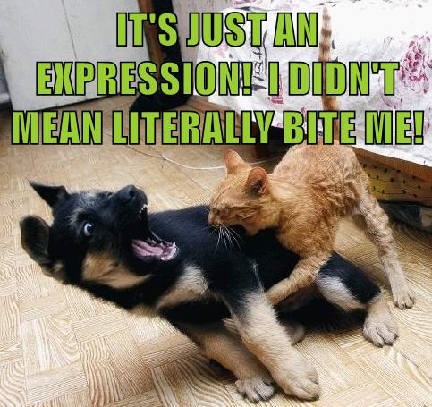 HALP! - I Has A Hotdog - Dog Pictures - Funny pictures of dogs - Dog ...