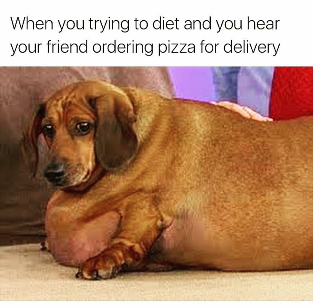 I Has A Hotdog - fat - Funny Dog Pictures | Dog Memes | Puppy Pictures ...