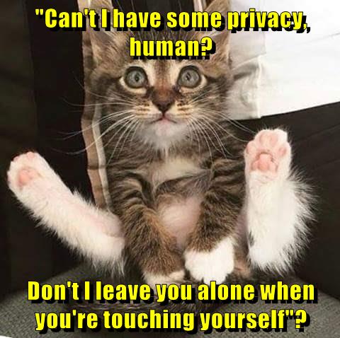 Lolcats - alone - LOL at Funny Cat Memes - Funny cat pictures with ...