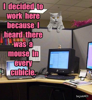 I Just Couldn't Pass up This Kind of Opportunity - Lolcats - lol | cat ...