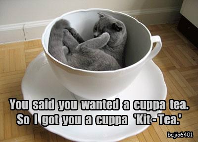 And It's a Q-Tea - Lolcats - lol | cat memes | funny cats | funny cat ...