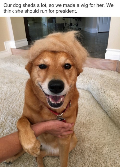 I Has A Hotdog - donald trump - Funny Dog Pictures | Dog Memes | Puppy ...