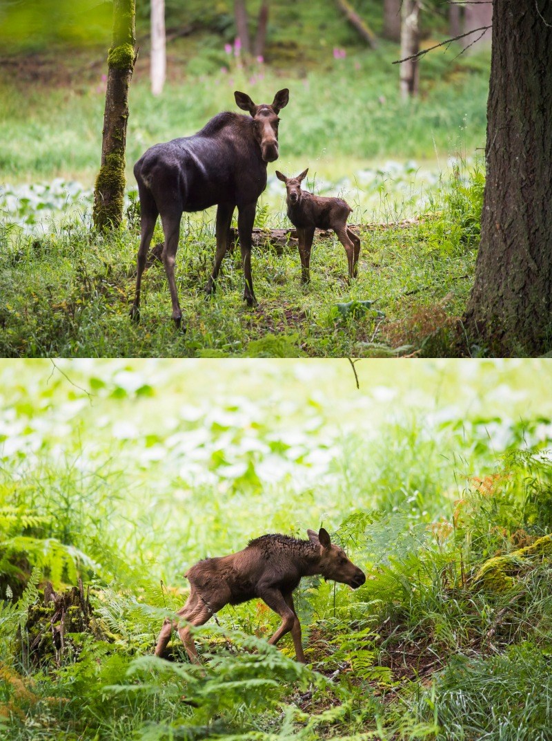 There's a New Moose Calf at the Northwest Trek Wildlife Park - I Can ...