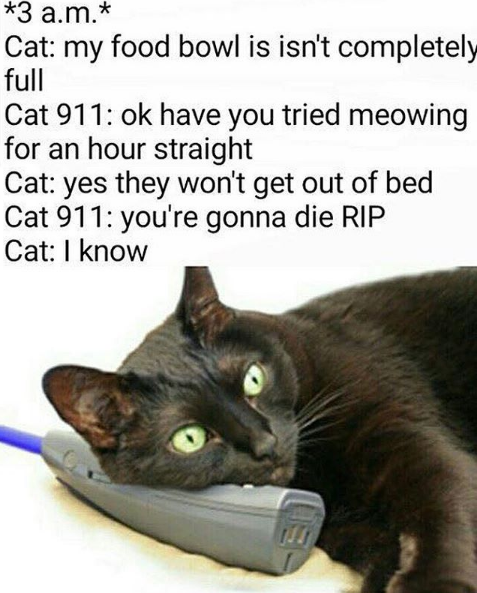 Cat 911 Isn't Very Helpful - I Can Has Cheezburger?