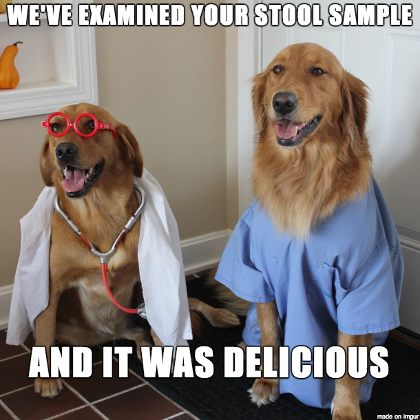 I Has A Hotdog - doctor - Funny Dog Pictures | Dog Memes | Puppy ...