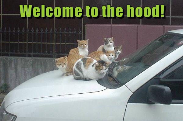 Lolcats - hood - LOL at Funny Cat Memes - Funny cat pictures with words ...
