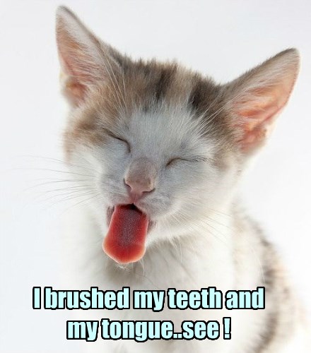 I brushed my teeth and my tongue..see ! - Lolcats - lol | cat memes ...