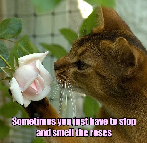 Sometimes you just have to stop and smell the roses - Lolcats - lol ...