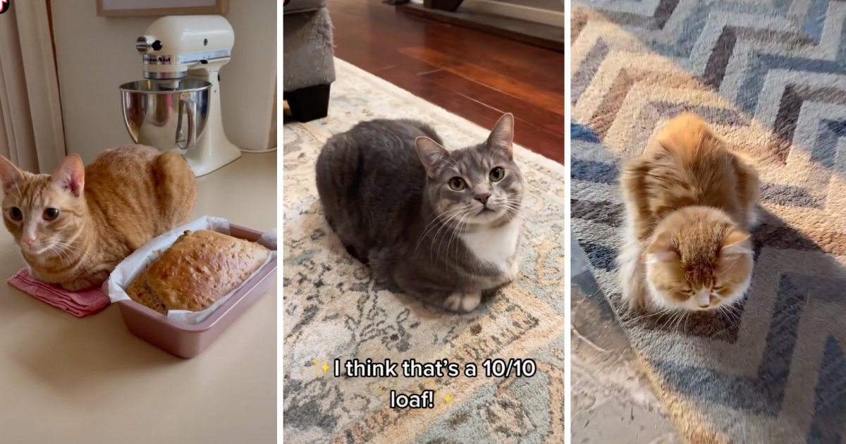 Weekly Boost Of Serotonin: 7 Purrrfect Loafs Of Cat Bread - I Can Has ...
