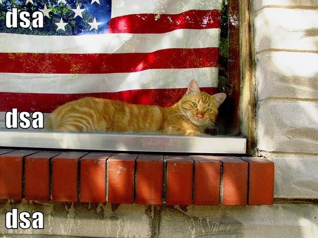 dsa dsa dsa - Lolcats - lol | cat memes | funny cats | funny cat ...