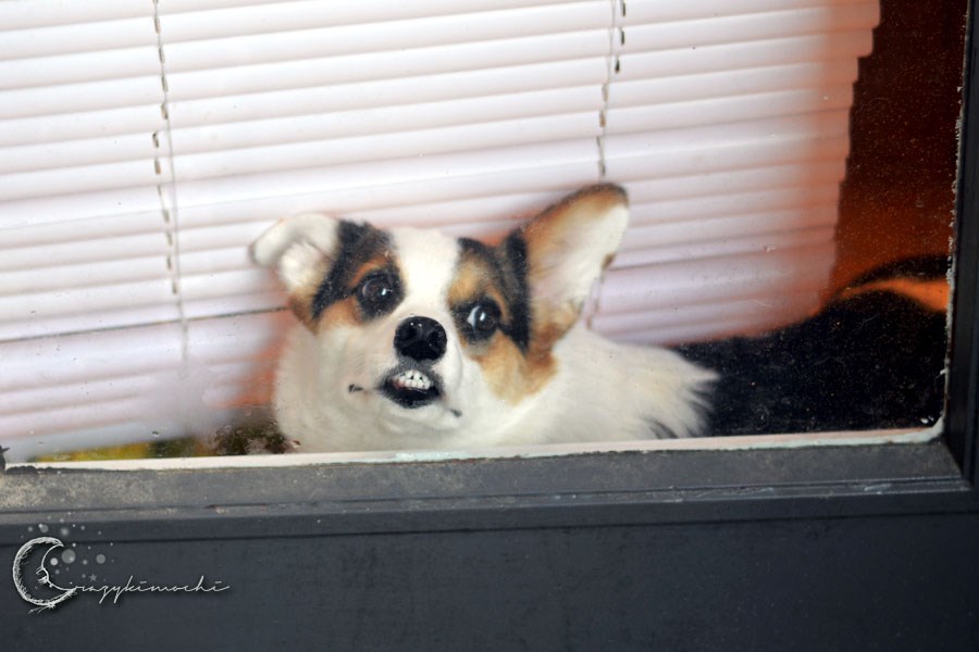 Derp Zelda - Doggos N' Puppers - rare puppers - pure doggos - doge memes