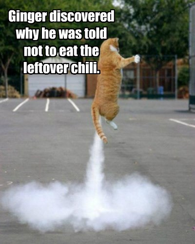 Lolcats - chili - LOL at Funny Cat Memes - Funny cat pictures with ...