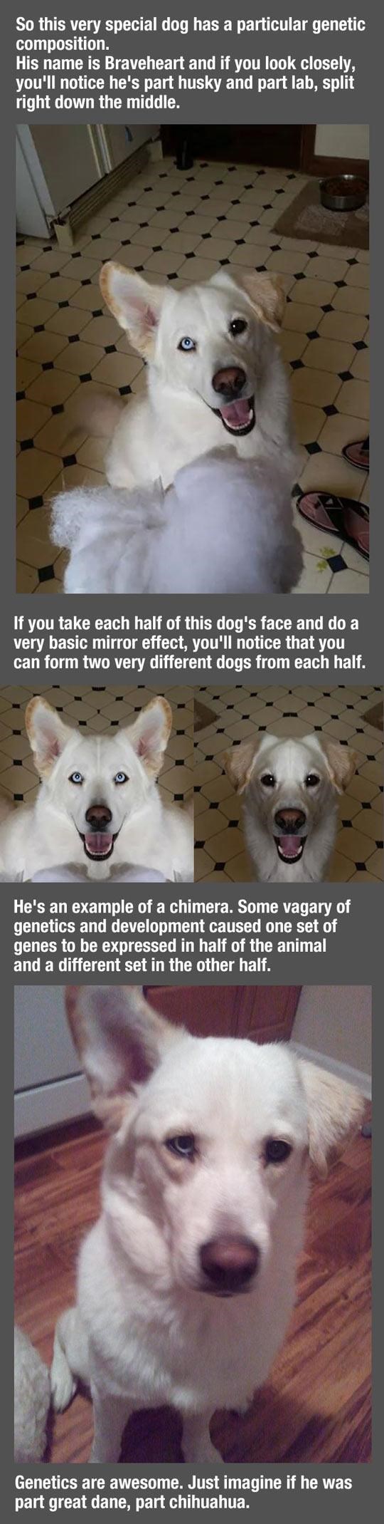 Two dogs in one! - Doggos N' Puppers - rare puppers - pure doggos ...