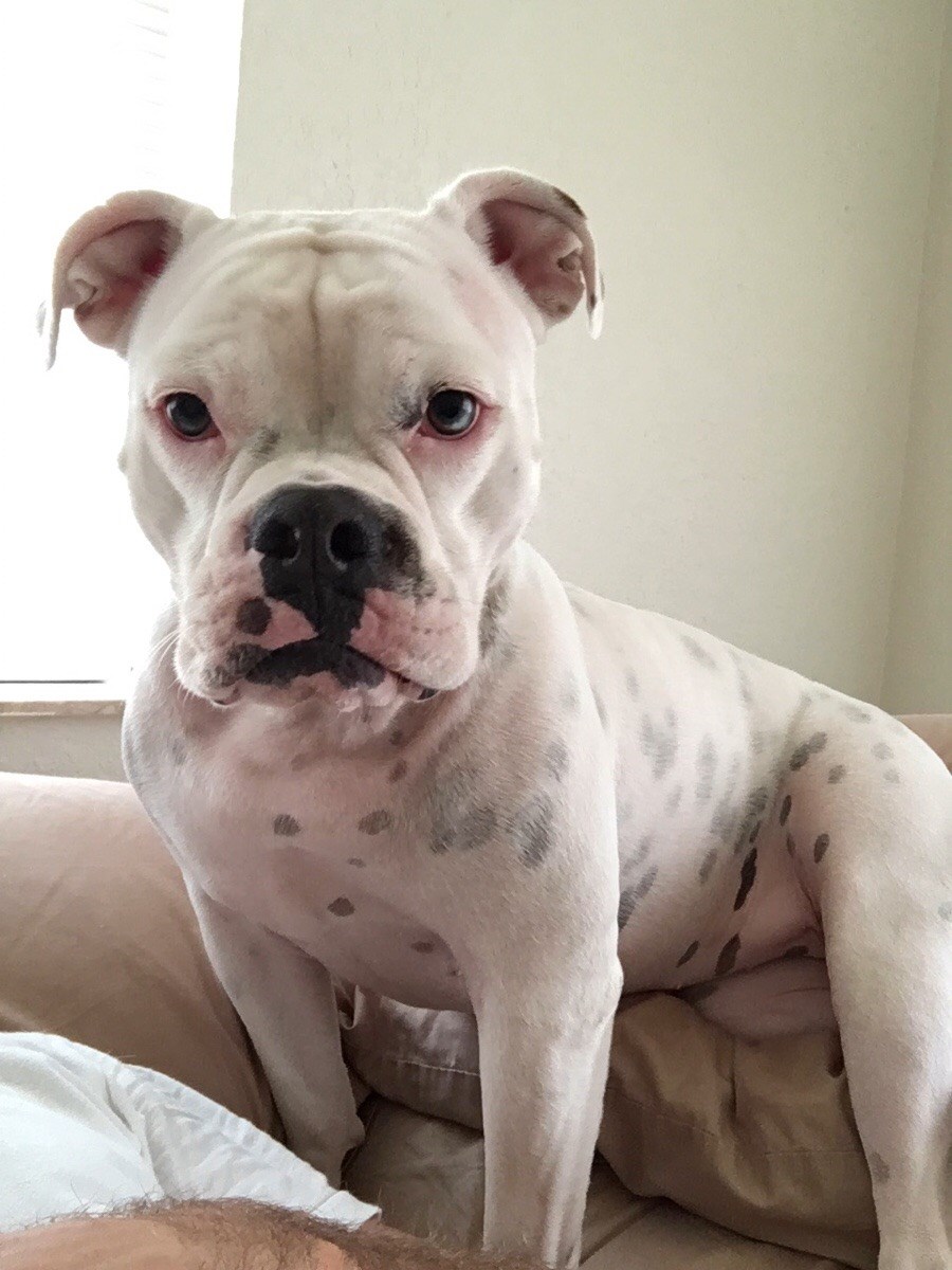 Hey, Spot - Doggos N' Puppers - rare puppers - pure doggos - doge memes