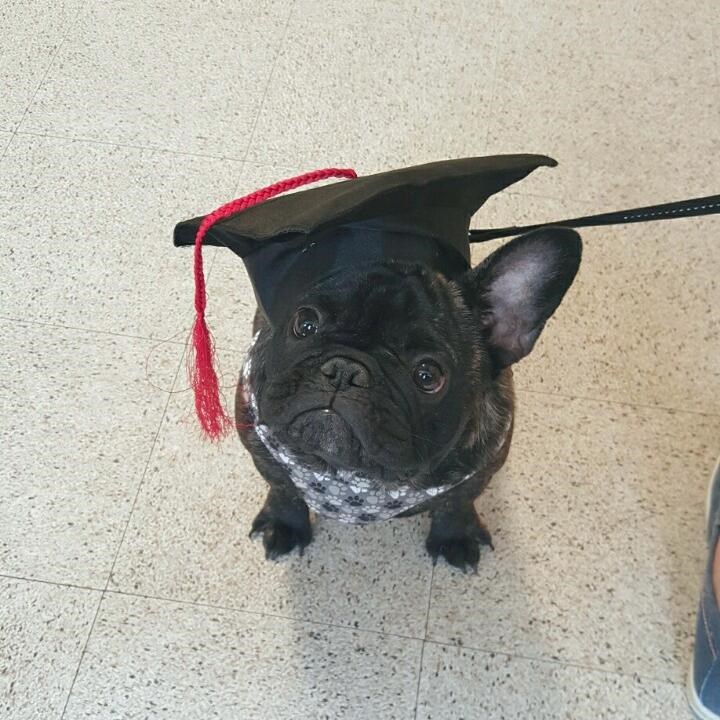 Way to graduate, pup - Doggos N' Puppers - rare puppers - pure doggos ...