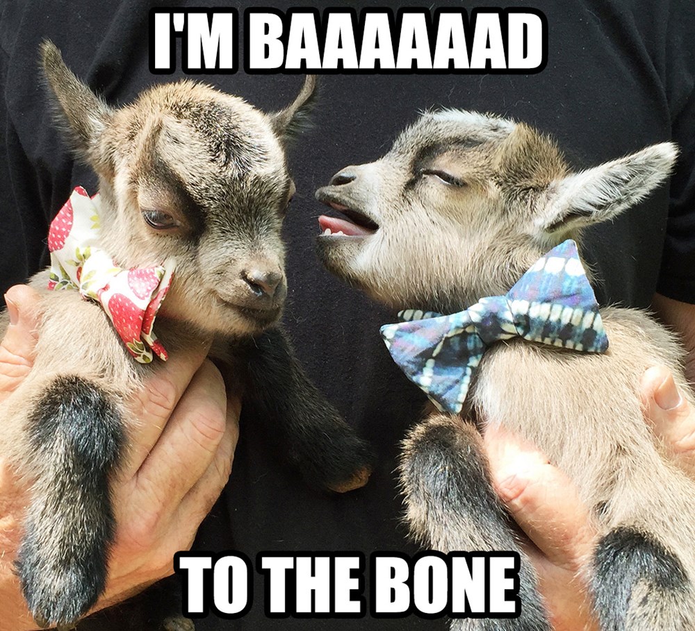 I'm Baaaaad to the bone - Daily Squee - Cute Animals - Cute Baby ...