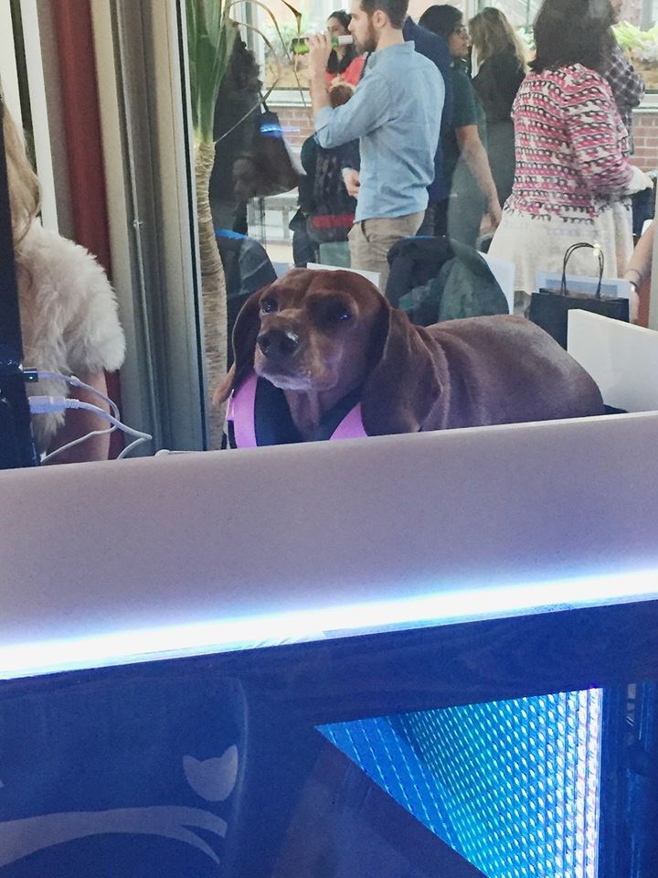 DJ Woof - Doggos N' Puppers - rare puppers - pure doggos - doge memes