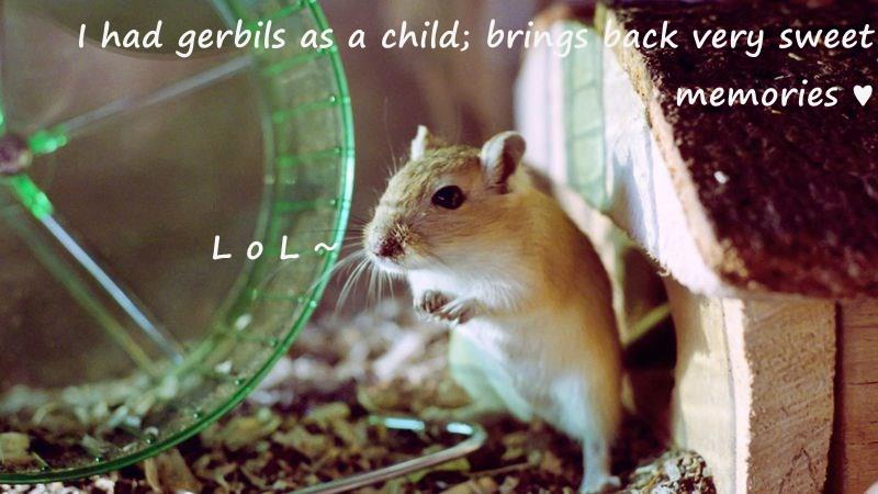 I had gerbils as a child; brings back very sweet memories ♥ L o L ...