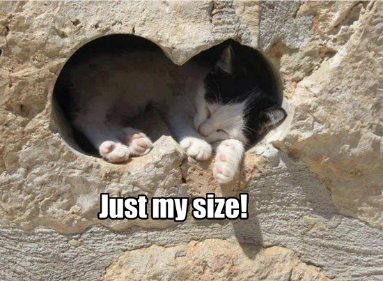 Just my size! - Lolcats - lol | cat memes | funny cats | funny cat ...