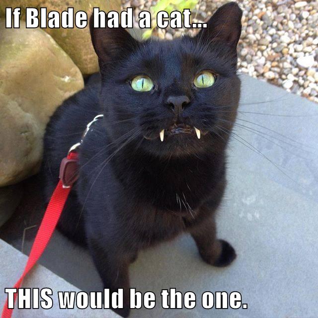 If Blade had a cat... THIS would be the one. - Lolcats - lol | cat ...