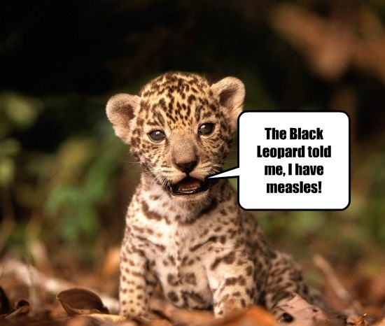 Lolcats - leopard - LOL at Funny Cat Memes - Funny cat pictures with ...