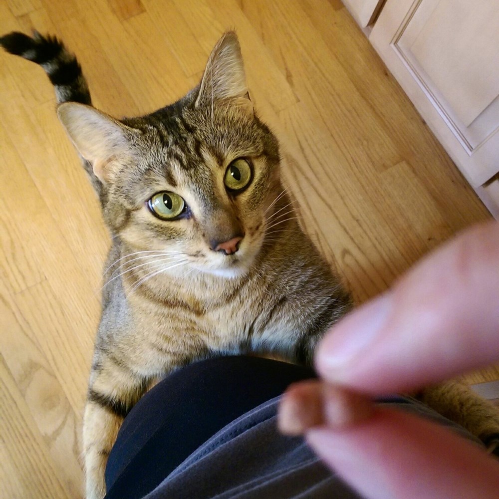 Tut seriously loves treats! - Cats N' Kittens - Cat Pictures - Cute Kittens