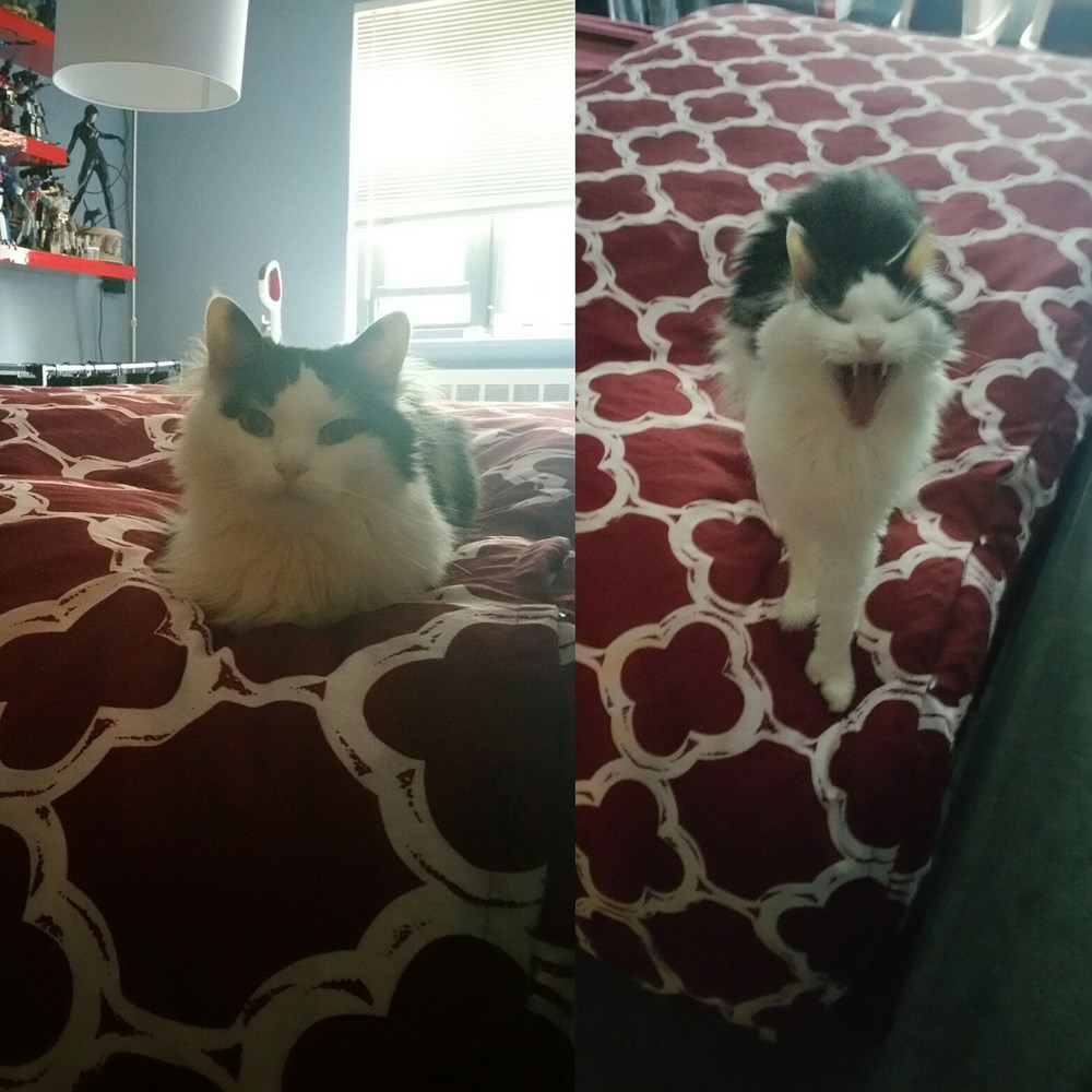 I turn my back on her adorable face for one second. - Cats N' Kittens ...