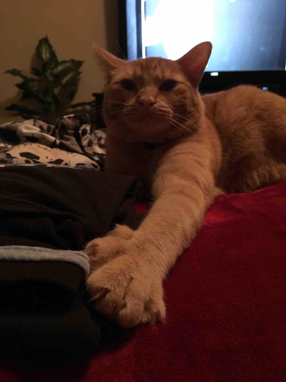 It's laundry day, and she's claiming the shirts - Cats N' Kittens - Cat ...