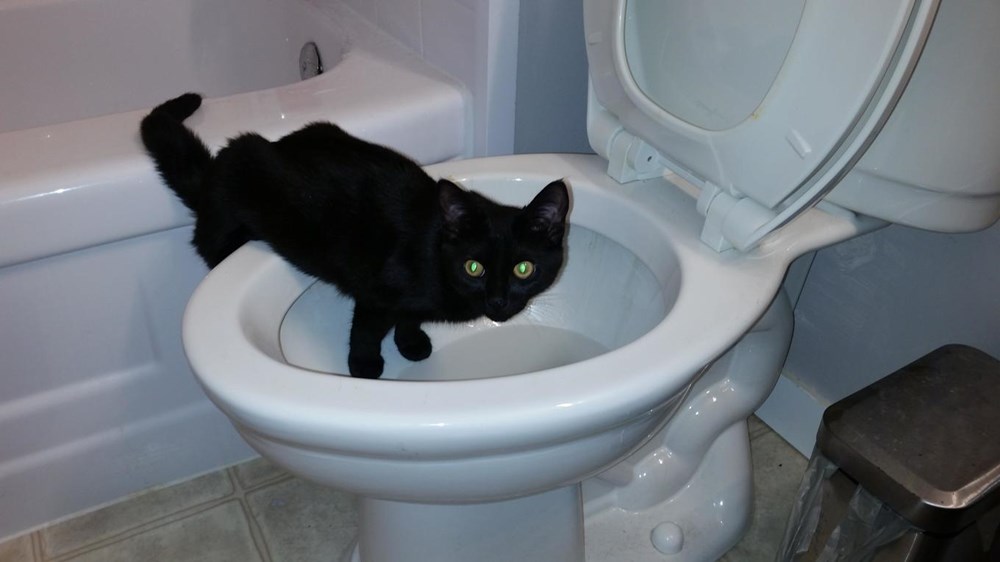 Busted! - Cats N' Kittens - Cat Pictures - Cute Kittens