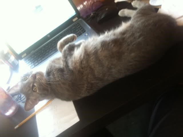 Why I can't get any work done - Cats N' Kittens - Cat Pictures - Cute ...