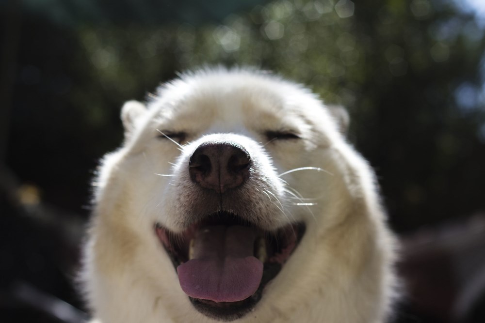 HAPPY DERP - Doggos N' Puppers - rare puppers - pure doggos - doge memes