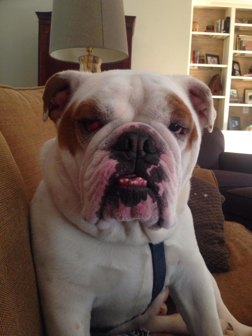 Bruiser - Doggos N' Puppers - rare puppers - pure doggos - doge memes