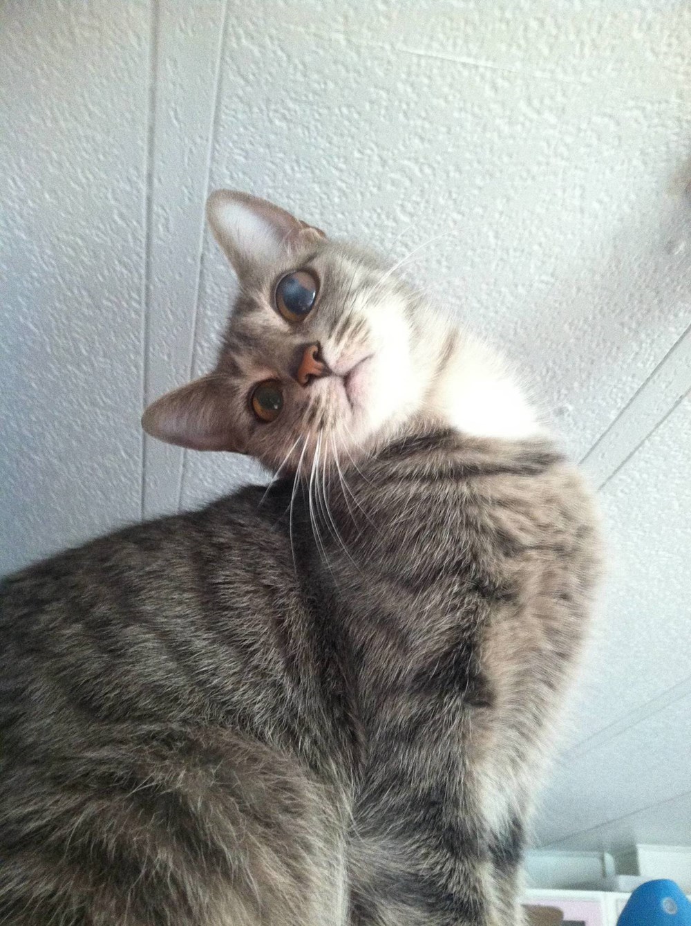 I forgot how to cat - Cats N' Kittens - Cat Pictures - Cute Kittens