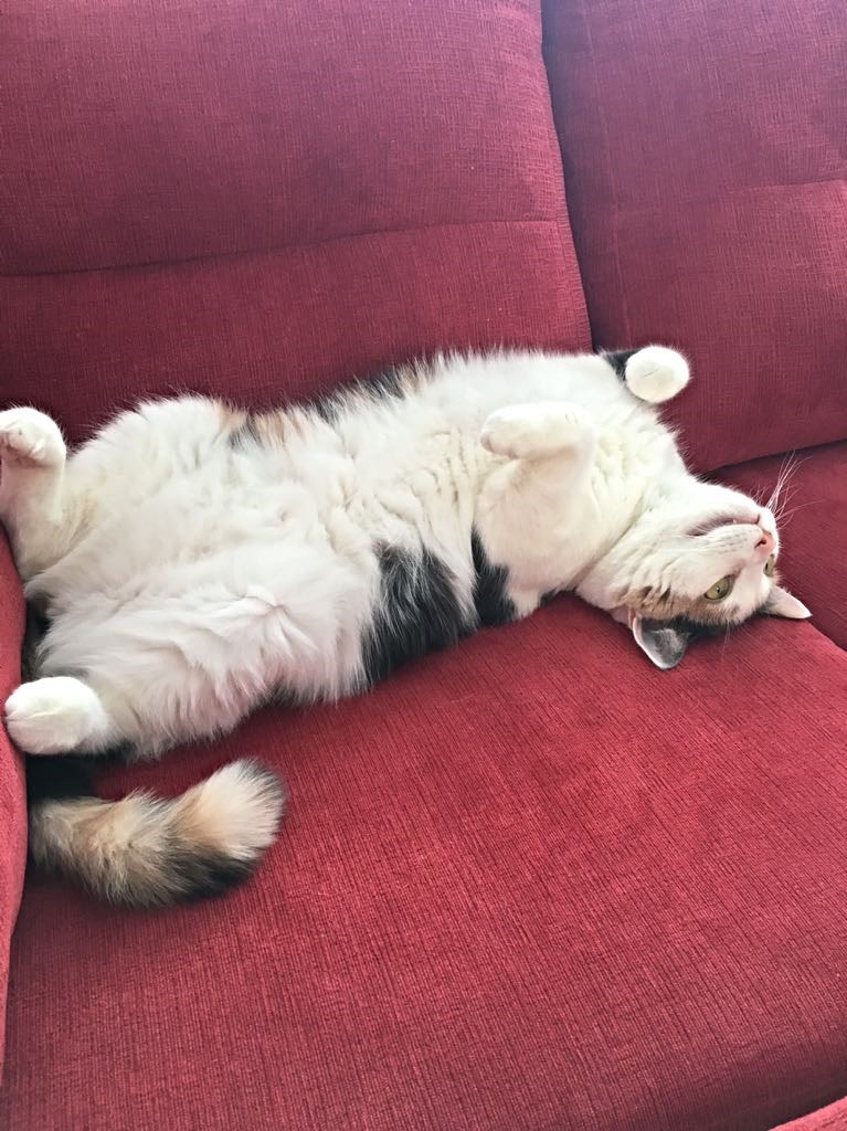 Just chillin' - Cats N' Kittens - Cat Pictures - Cute Kittens