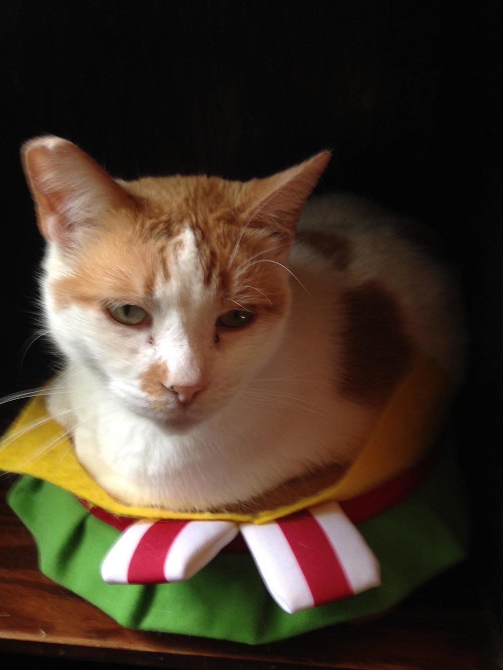 He likes to sleep on a cheeseburger - Cats N' Kittens - Cat Pictures ...