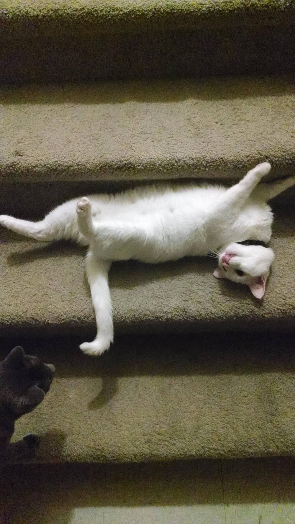 Caught them in the middle of a burst of night time crazies - Cats N ...