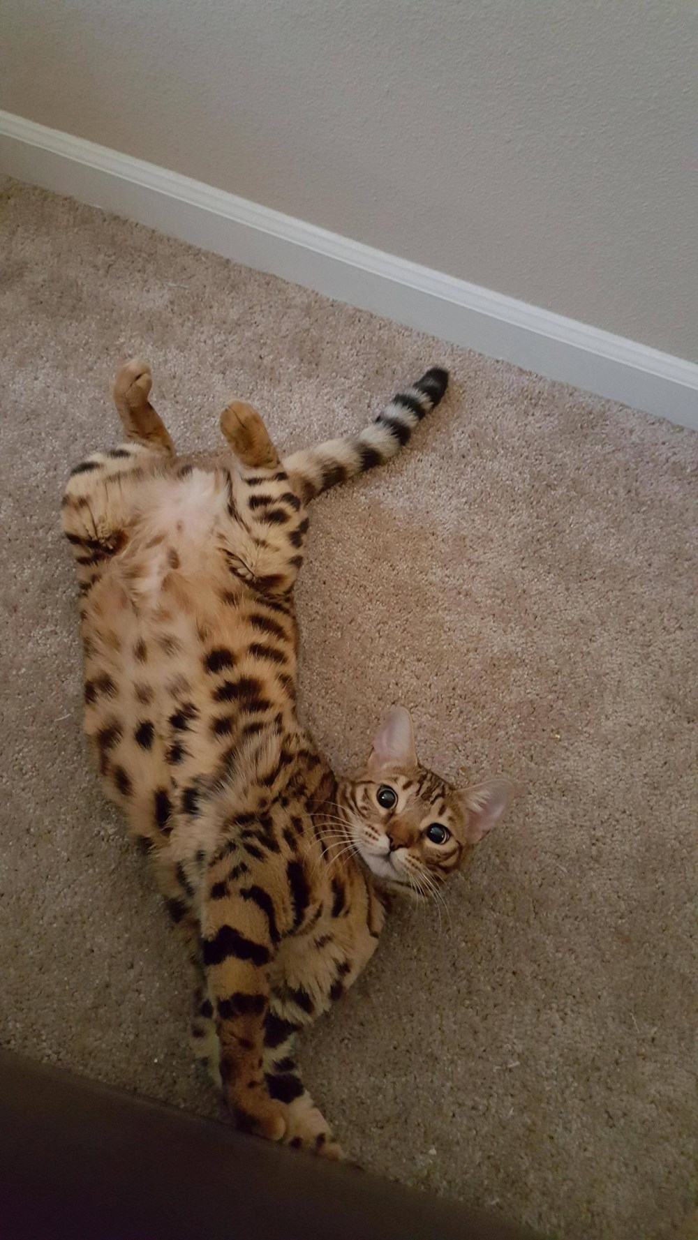 Just chillin - Cats N' Kittens - Cat Pictures - Cute Kittens