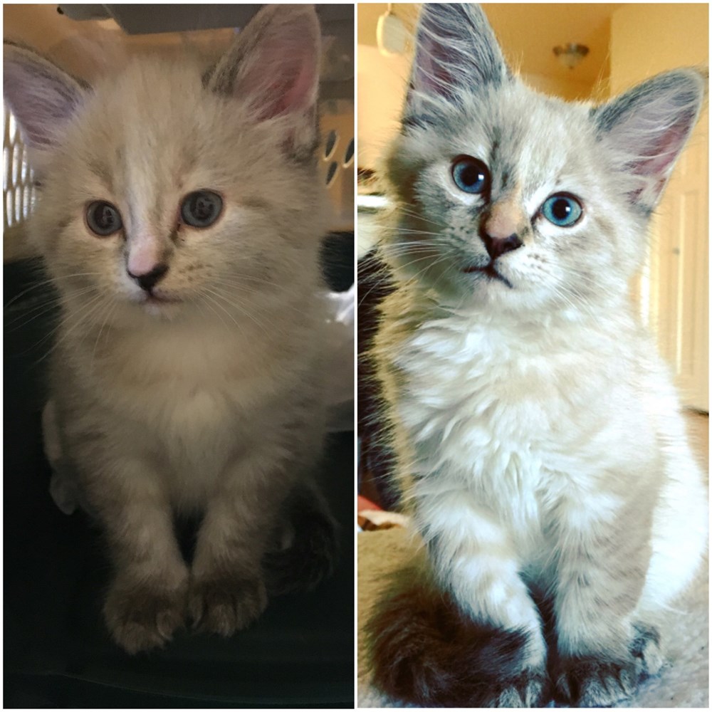 The difference that 5 weeks makes... She's already gotten so much ...