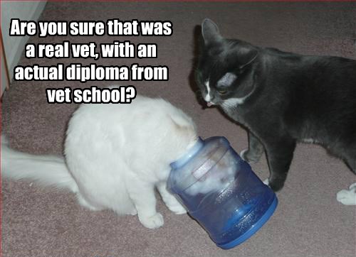 Are you sure that was a real vet, with an actual diploma from vet ...