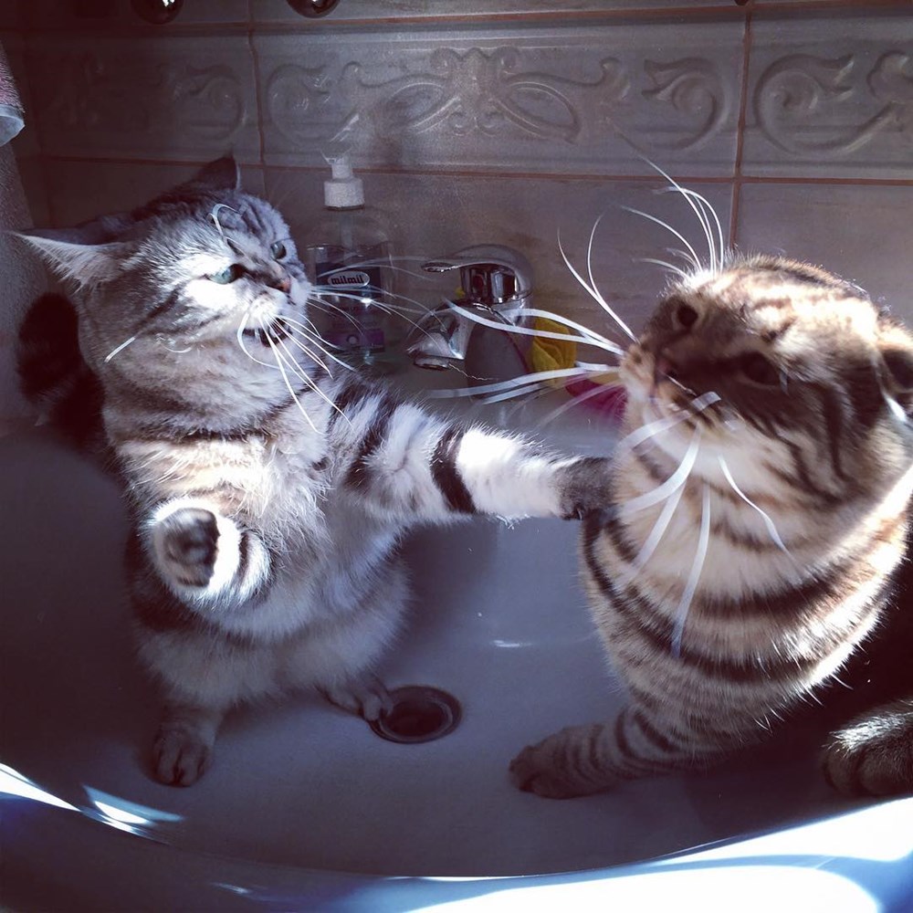 Epic fight between my cat Lola and her son Max - Cats N' Kittens - Cat ...