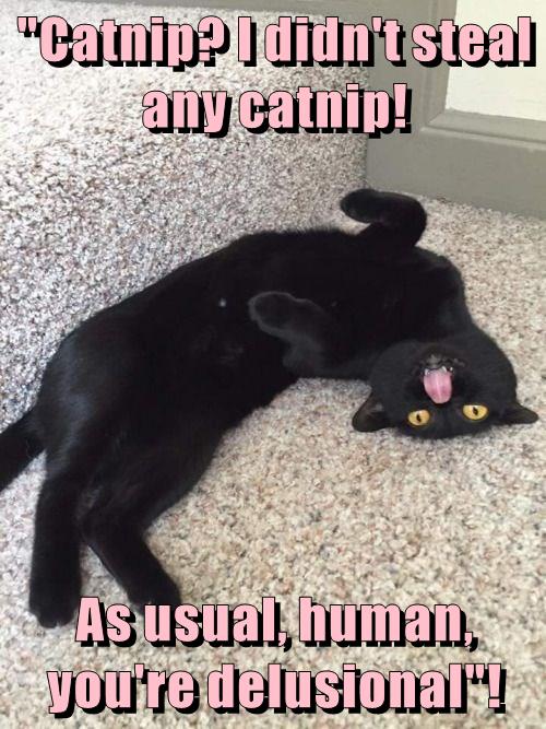 "Catnip? I didn't steal any catnip! As usual, human, you're delusional ...