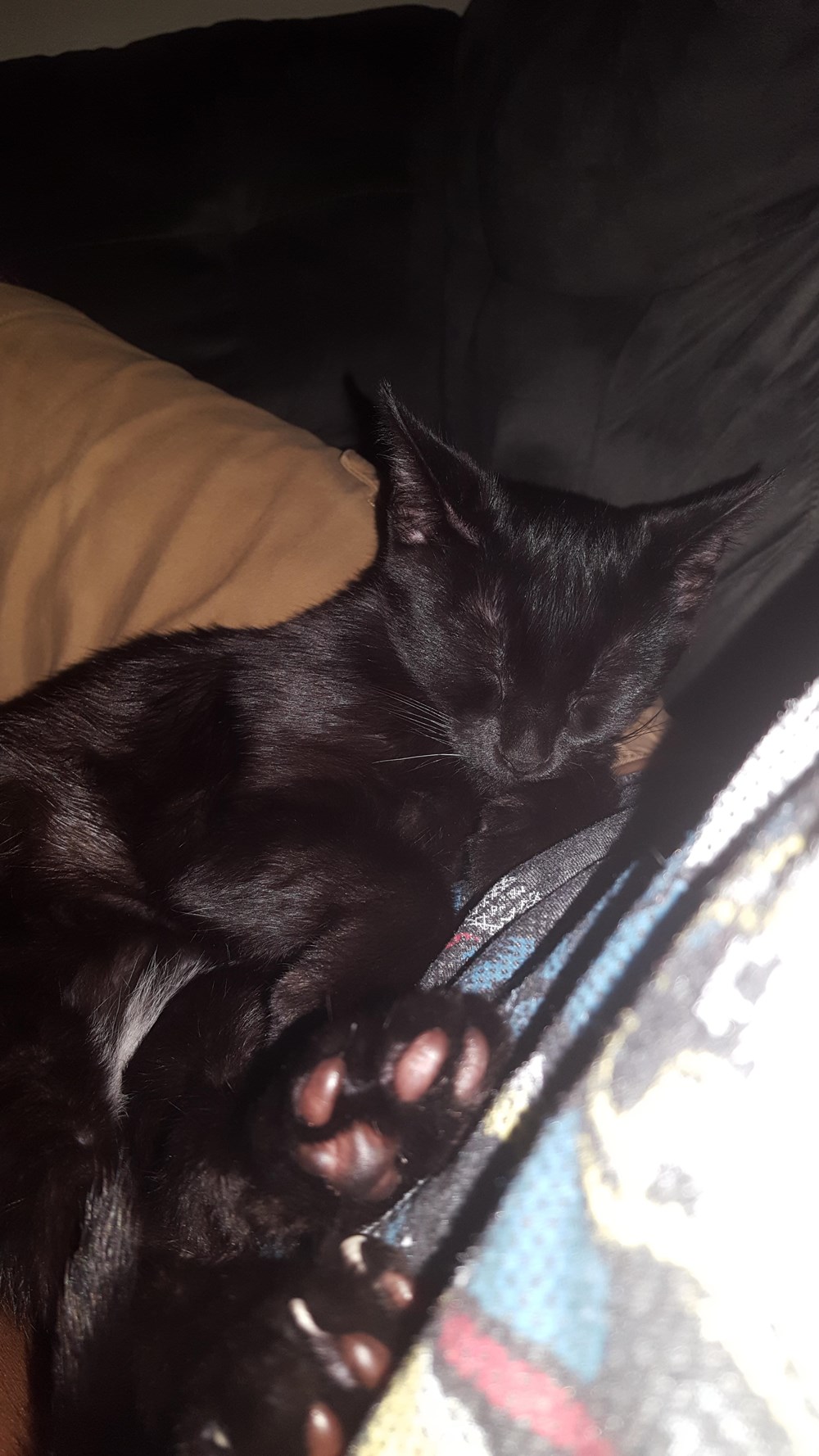 I WANNA SQUISH IT - Cats N' Kittens - Cat Pictures - Cute Kittens