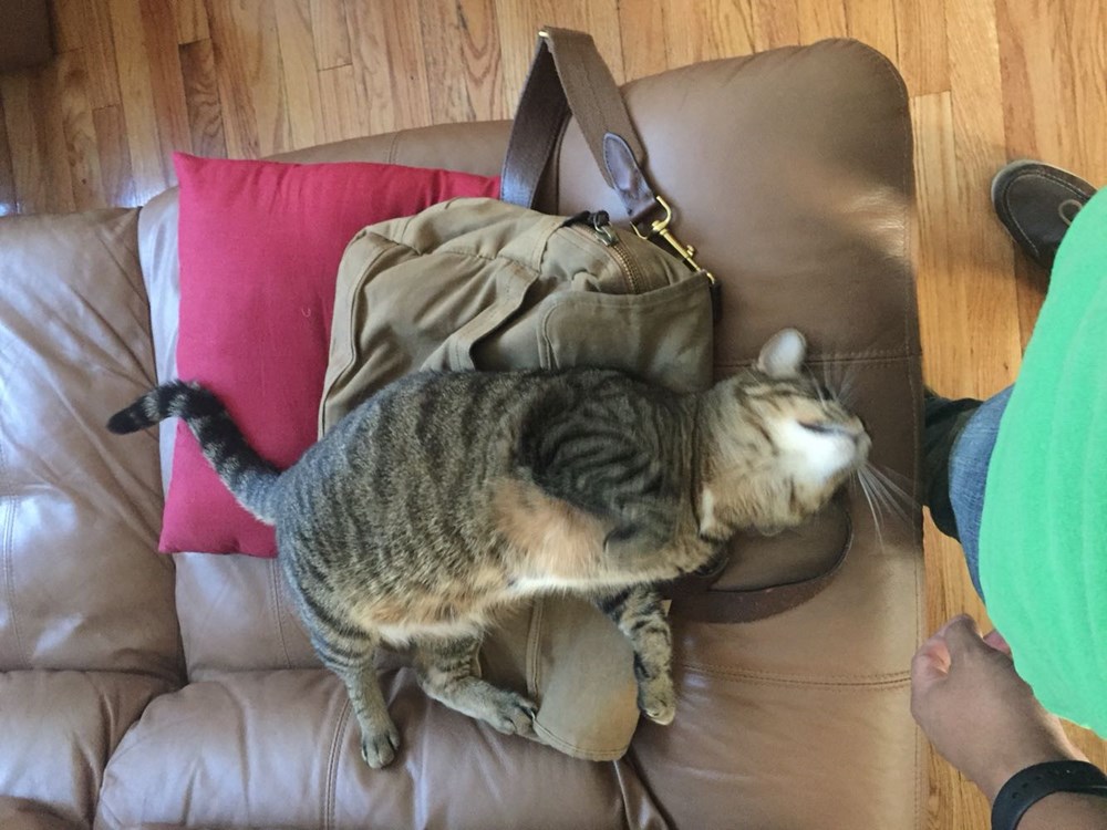 My cat doesn't like it when I leave for work... - Cats N' Kittens - Cat ...