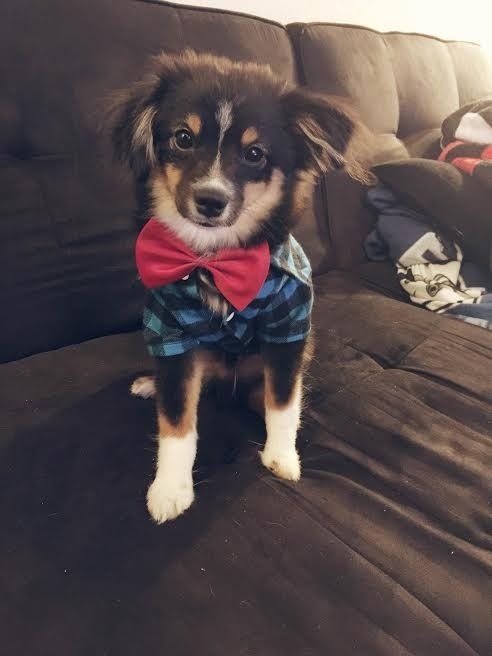 Dapper Dog Does Not Appreciate Being Called Cute - I Can Has Cheezburger?