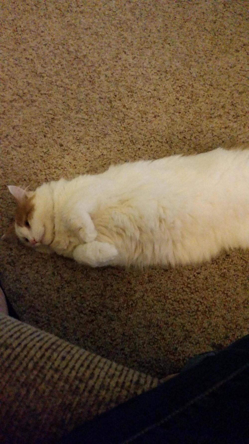 Cats N' Kittens - floof - Cutest Cats On The Internet - Cat Pictures ...