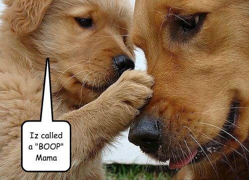 I Has A Hotdog - boop - Funny Dog Pictures | Dog Memes | Puppy Pictures ...