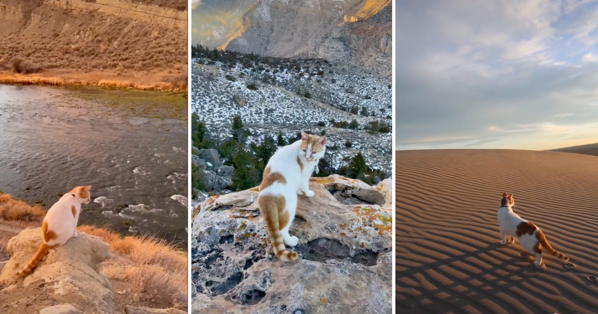 Rescued Kitten Went From Climbing 6-Foot Cage At Shelter To Climbing ...