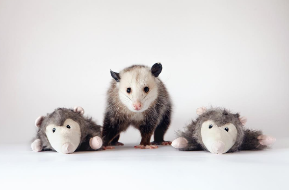 Poppy the Possum Proves That Every Pet is Beautiful - I Can Has ...