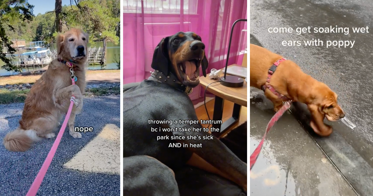 Doggo Delight: Funny Doggos Live Up To Breed Stereotypes - Animal ...