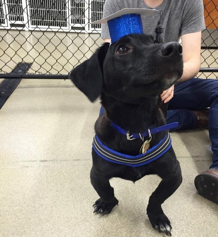 Graduation Pup - Doggos N' Puppers - rare puppers - pure doggos - doge ...